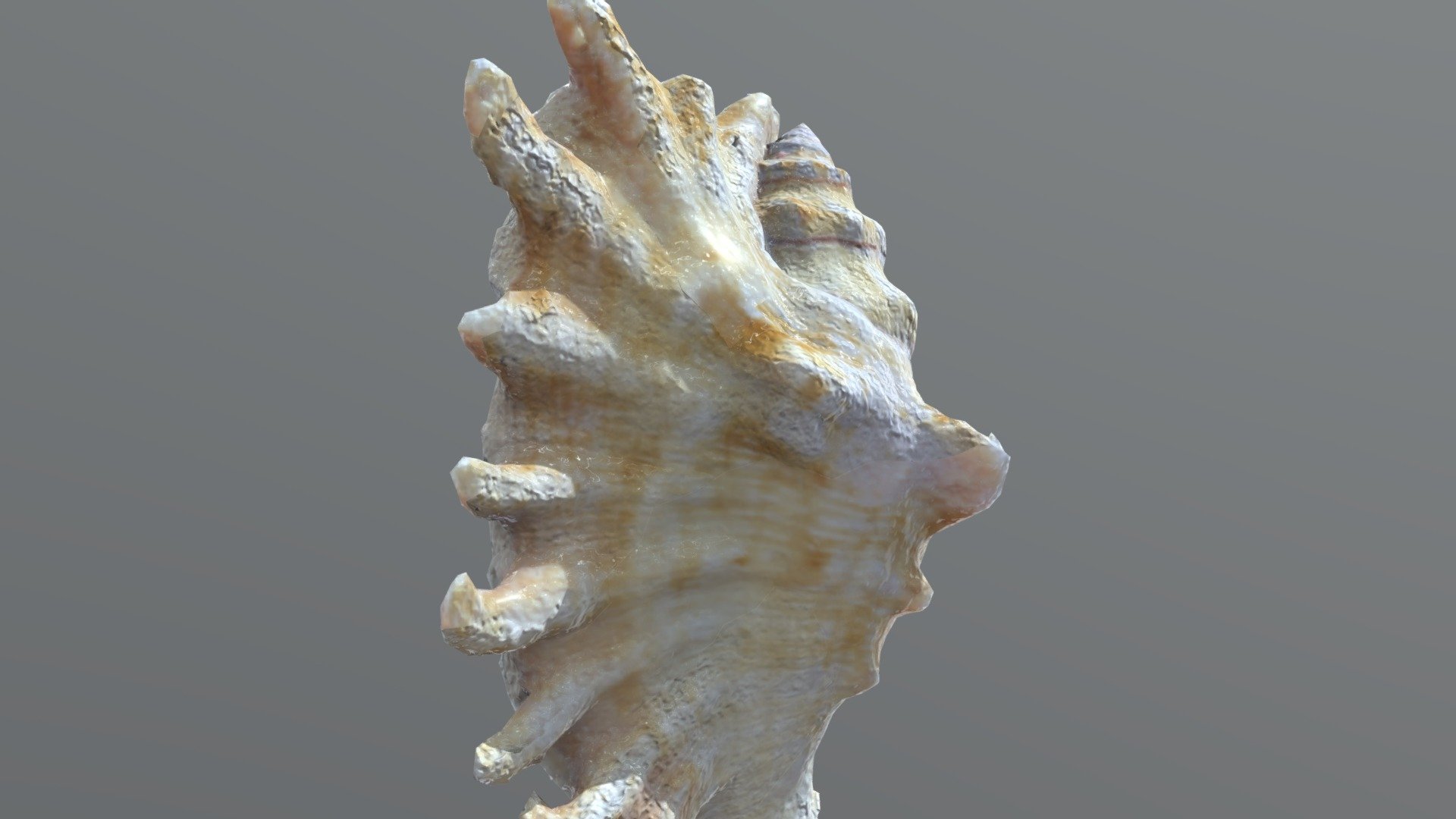 Shell - 3D model by Jonathan Young (@sketchdoc) [198e4ae] - Sketchfab