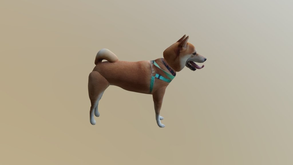 Model Zen(Shiba dog) - 3D model by sasapanda [199b802] - Sketchfab