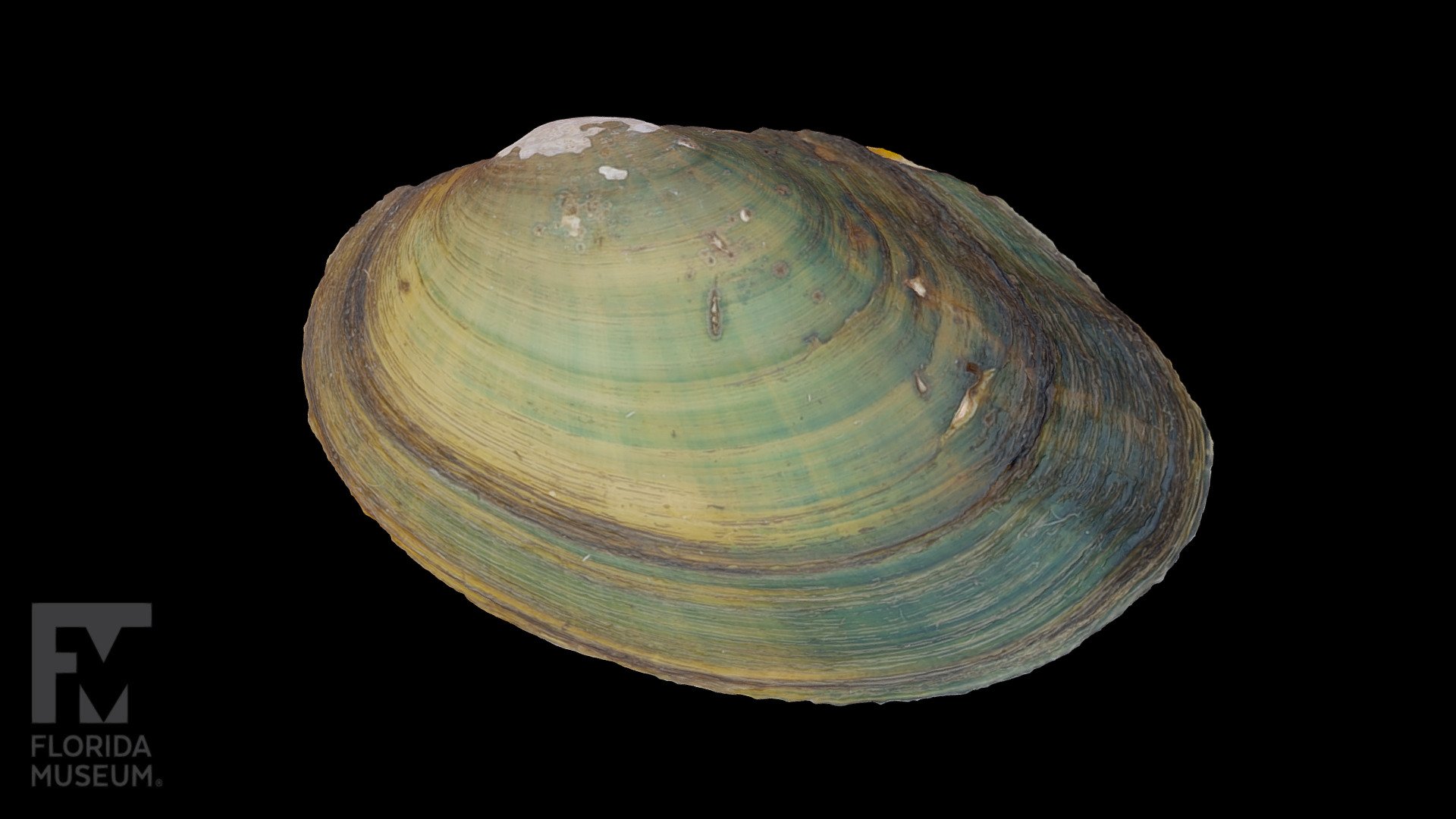 Florida rainbow - Freshwater Mussel - 3D model by FloridaMuseum ...