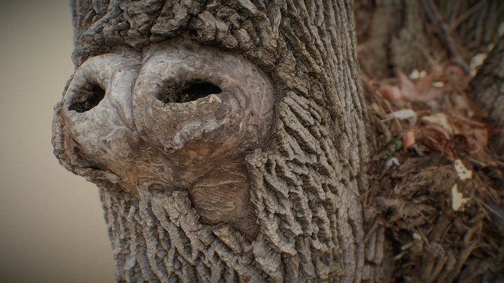 Hollow-tree 3D models - Sketchfab