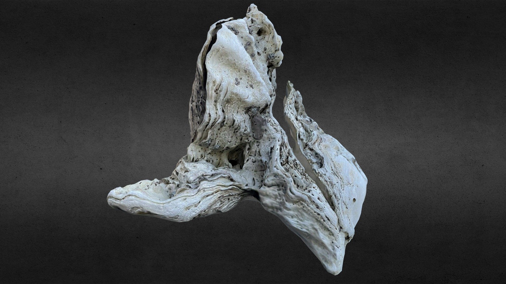 Oyster - Download Free 3D model by Dave Green (@greengallery) [19a5665 ...