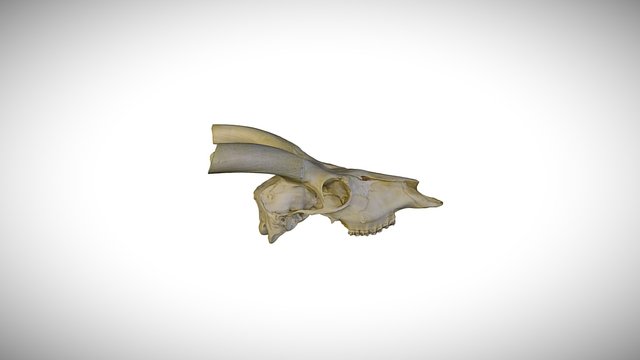 Nyala 3D models - Sketchfab