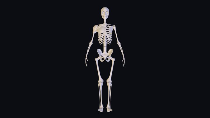 Refrence 3D models - Sketchfab