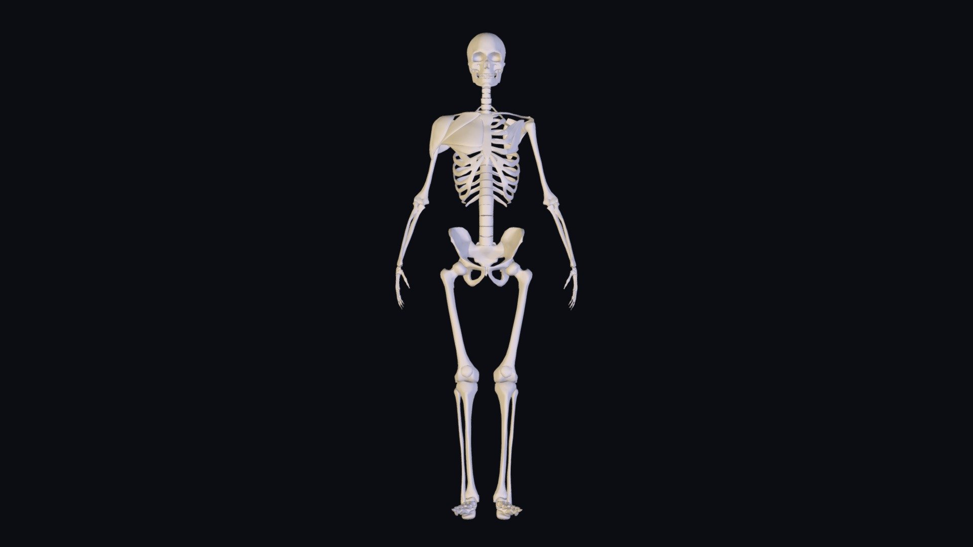 human Skeleton - 3D model by RezaRokh [19b029f] - Sketchfab