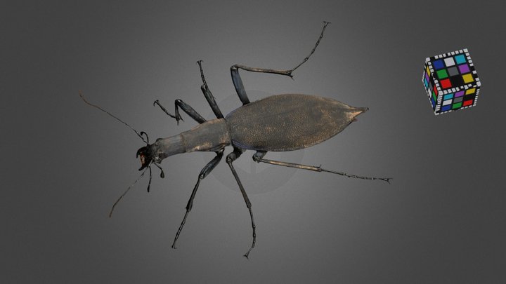 Damaster 3D models - Sketchfab