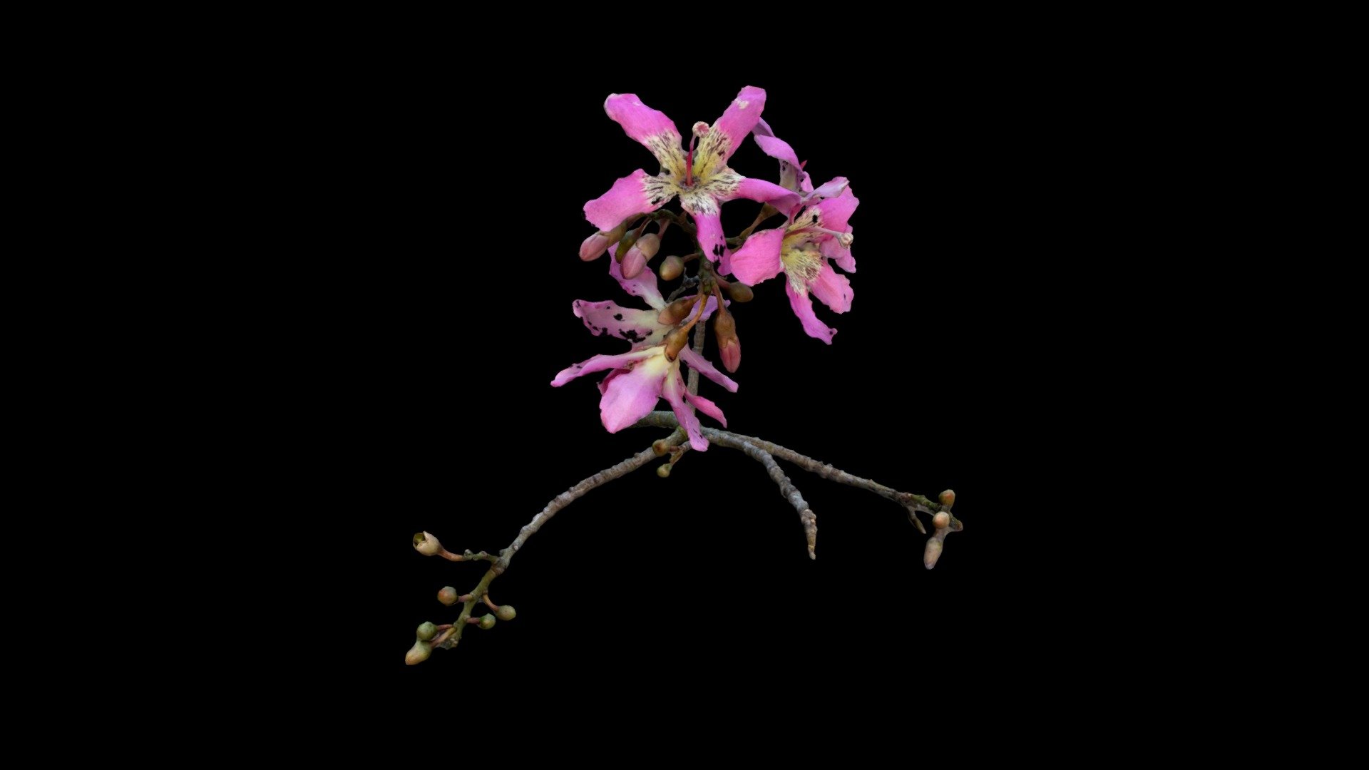 Ceiba speciosa - Download Free 3D model by 4dvirtuallabportugal ...