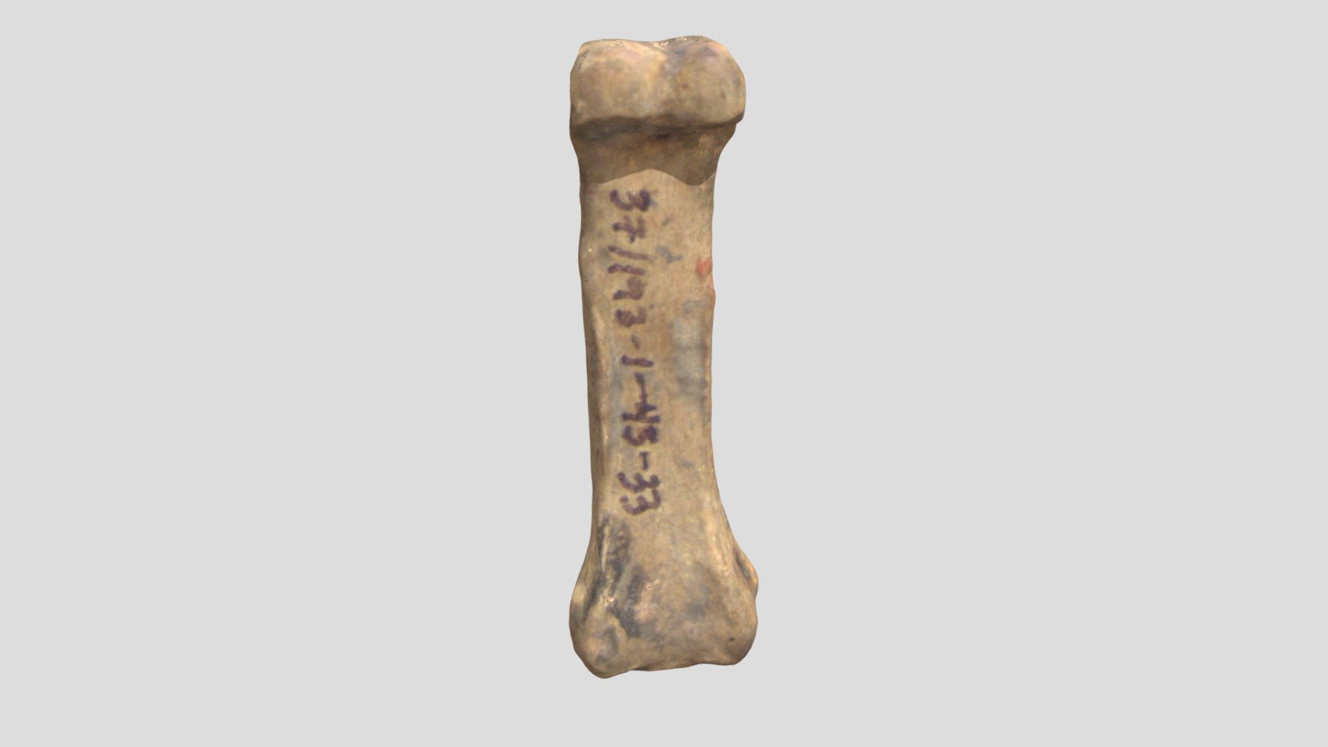 Bone - 3D model by echomoncivaez [19b1ff1] - Sketchfab