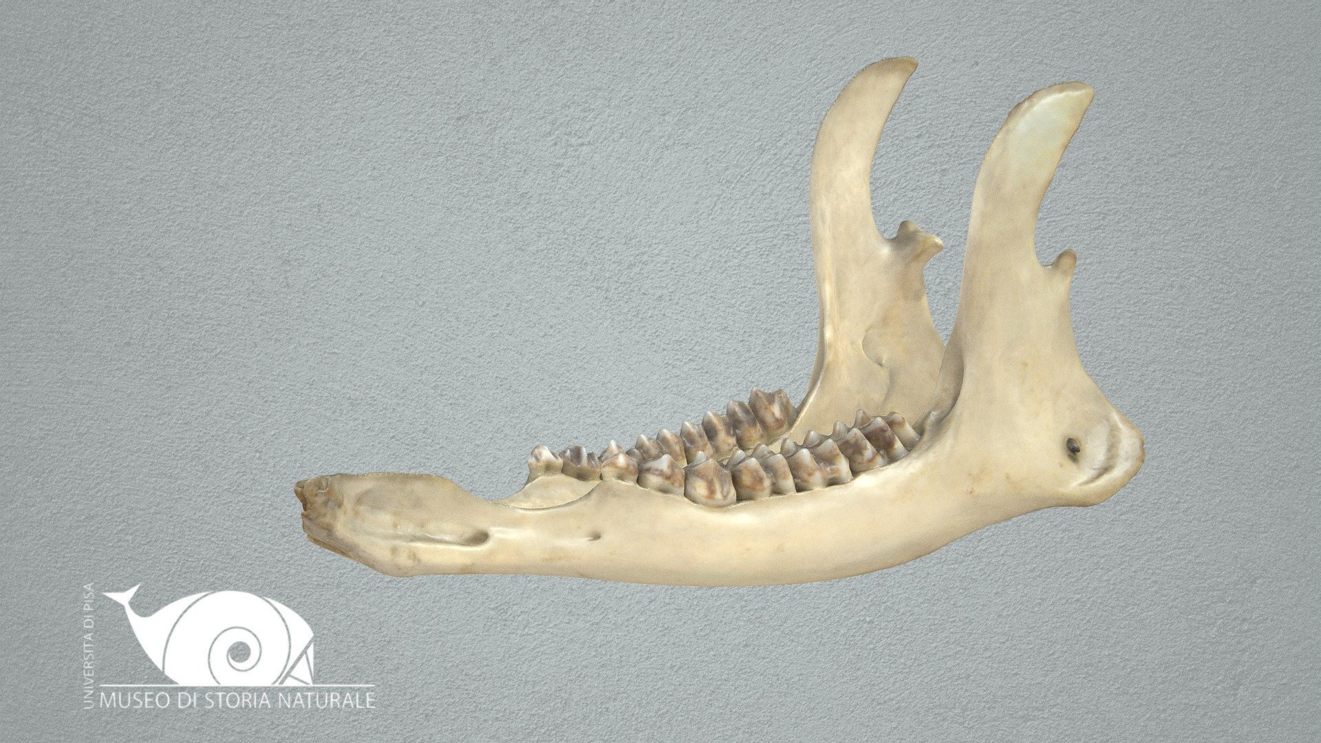Water deer - 3D model by Natural History Museum, University of Pisa ...