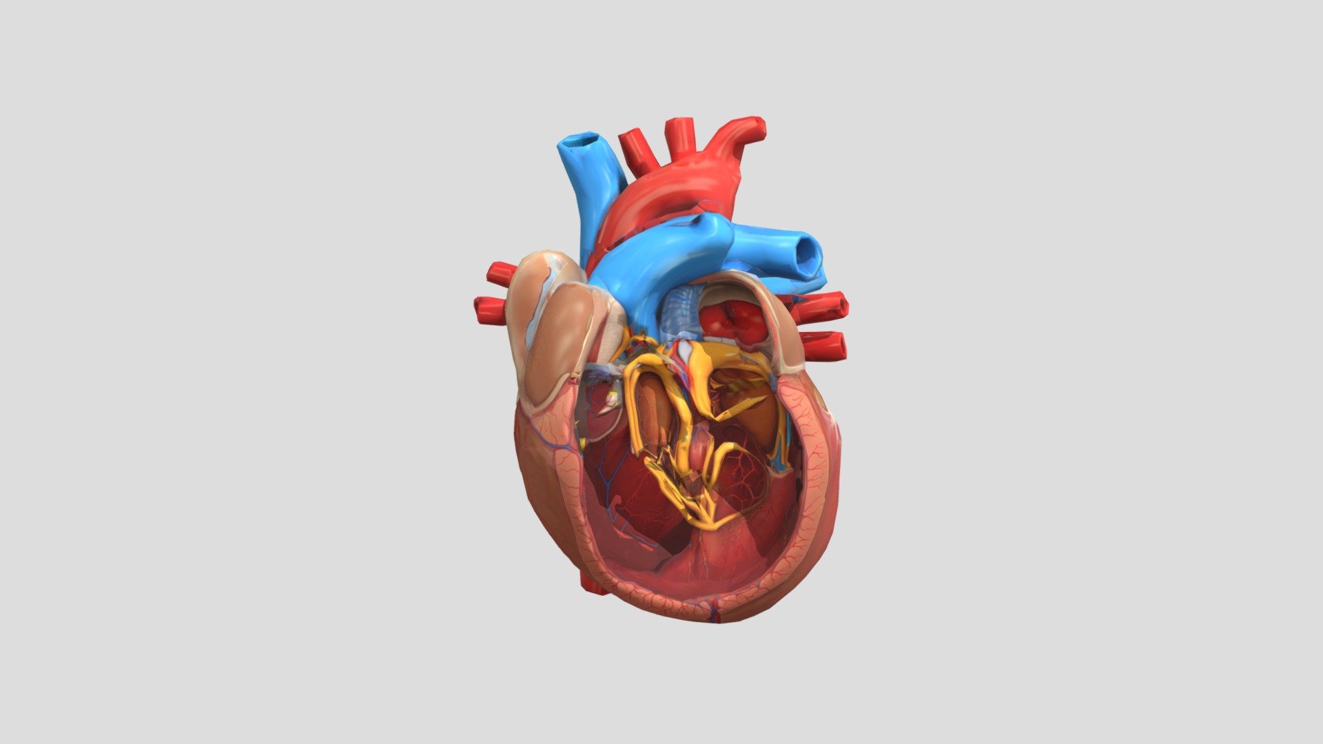 Anatomical Heart Diagram - 3D model by s.borrata.diego [19bde1e ...
