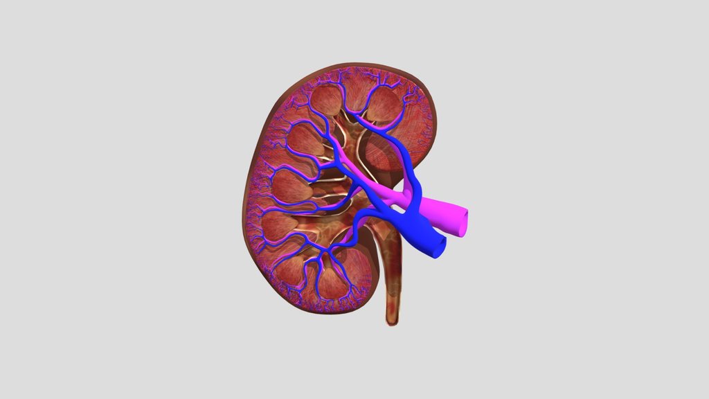 Organs - A 3D model collection by jumana.s3d - Sketchfab