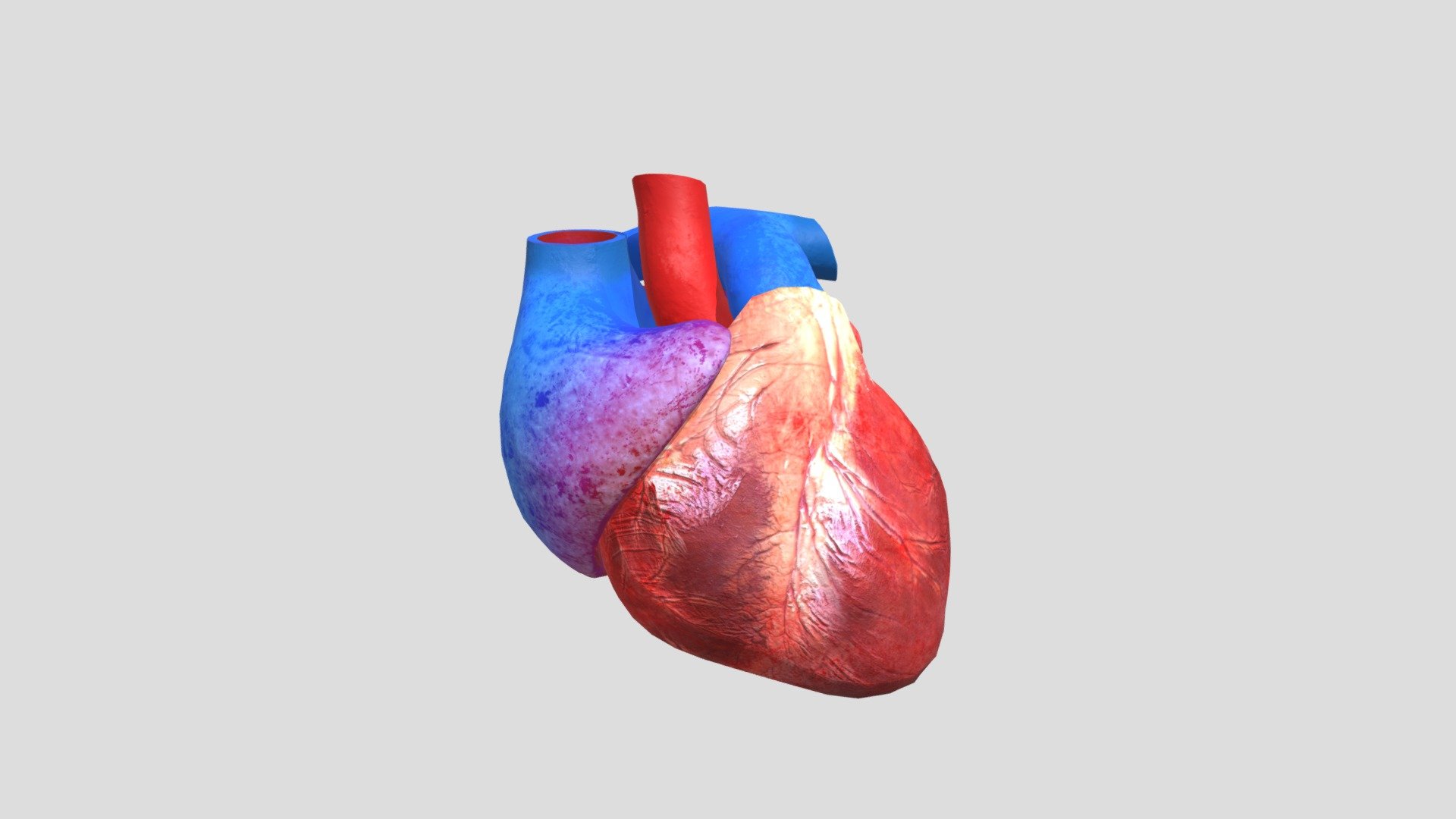 Heart - 3D model by r2 [19c6c9b] - Sketchfab