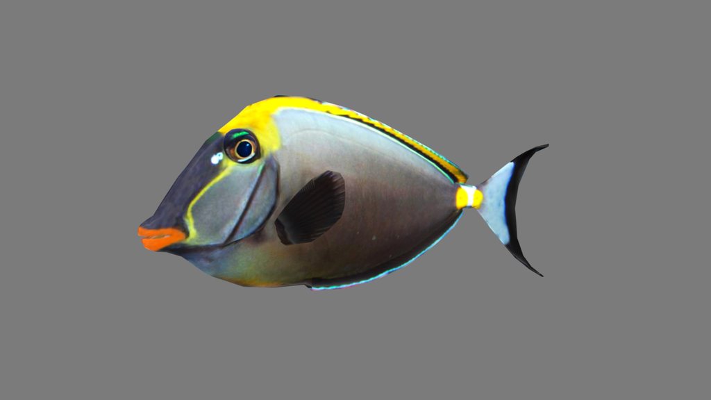 Underwater - A 3D model collection by Vivian.Wang1 - Sketchfab