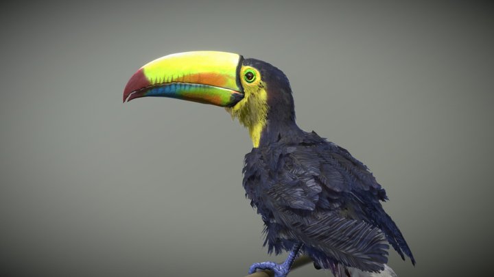 Toucan 3D models - Sketchfab