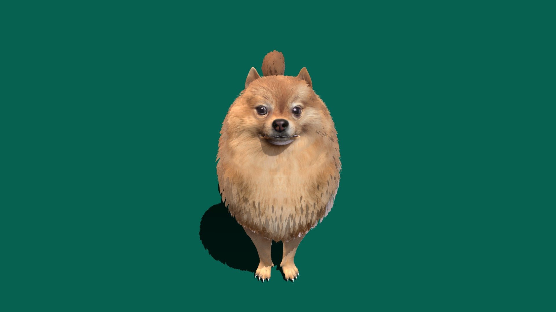 Pomeranian Spitz - 3D model by Nyilonelycompany [19d90b2] - Sketchfab