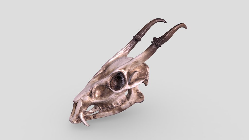 scull - A 3D model collection by g3rda - Sketchfab