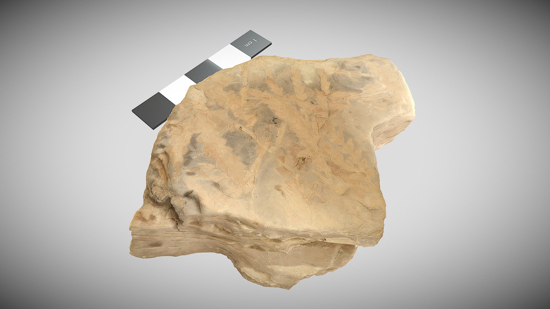 Triassic fossil plants - 3D model by UQ School of Earth and ...