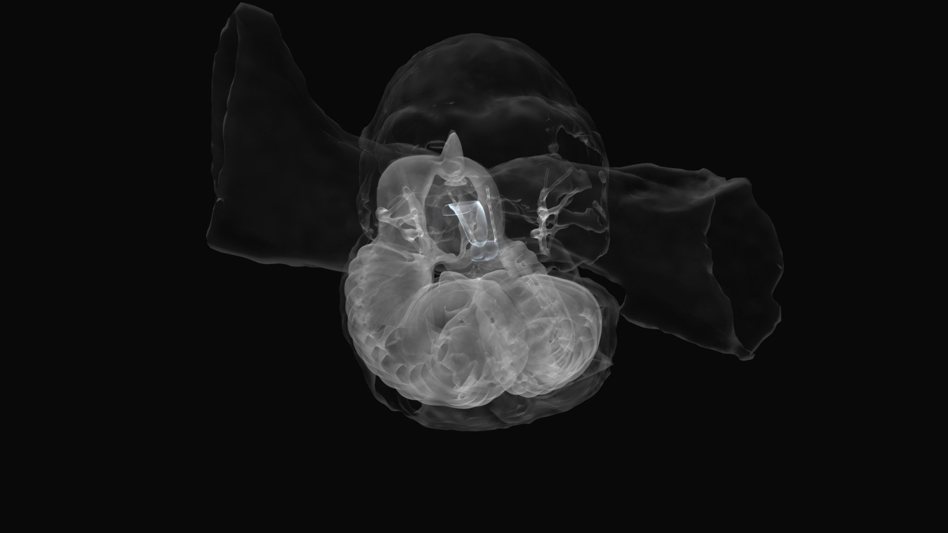 DeepPIV 3DR – Bathochordaeus stygius larvacean - Download Free 3D model ...