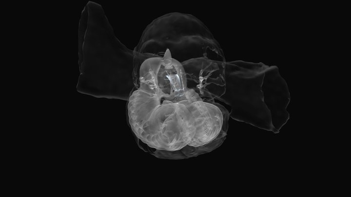 Mucus 3D models - Sketchfab