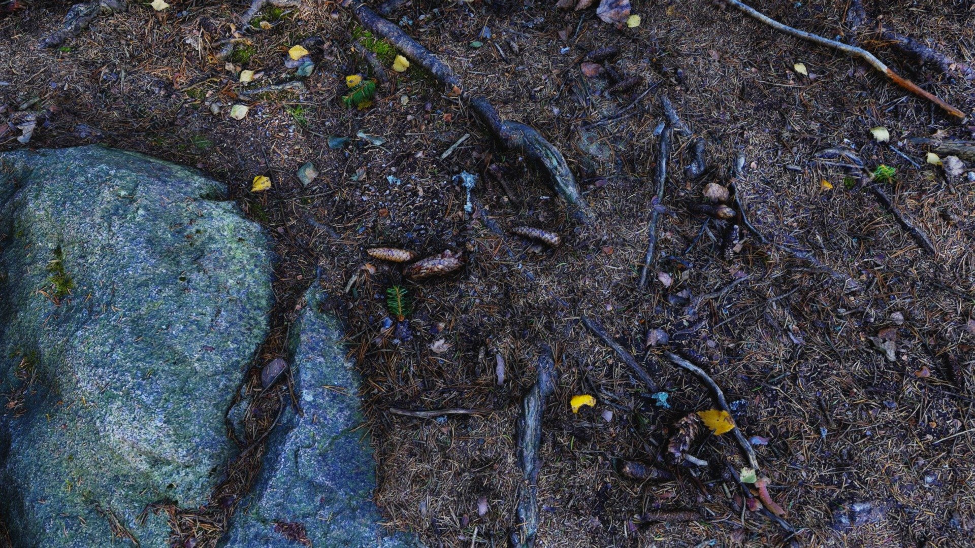 Forest surface - Download Free 3D model by Epic_Tree_Store ...