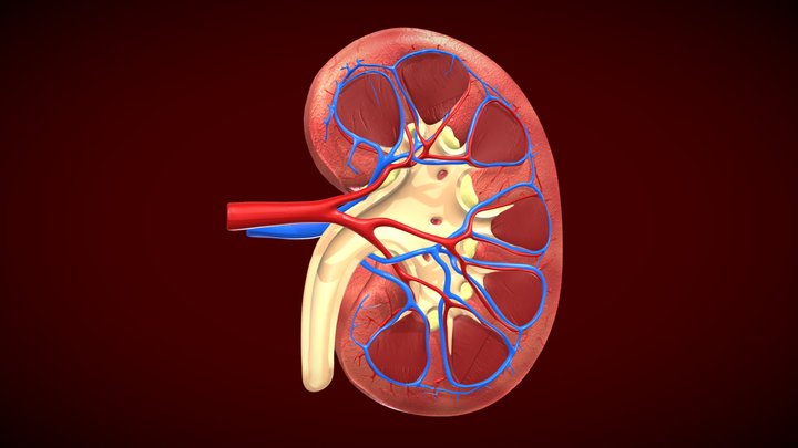 Nephron 3D models - Sketchfab