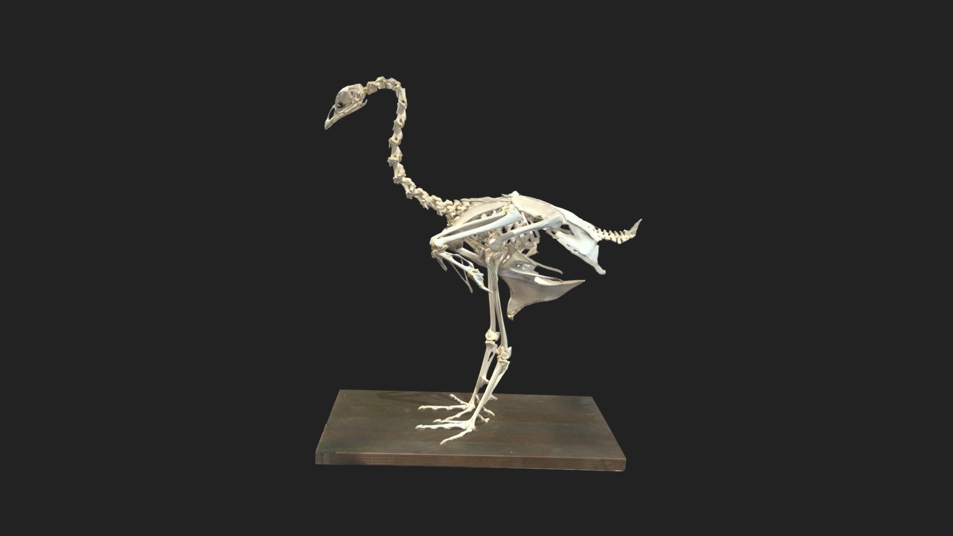 skeleton male turkey - 3D model by vetanatMunich [19f187f] - Sketchfab