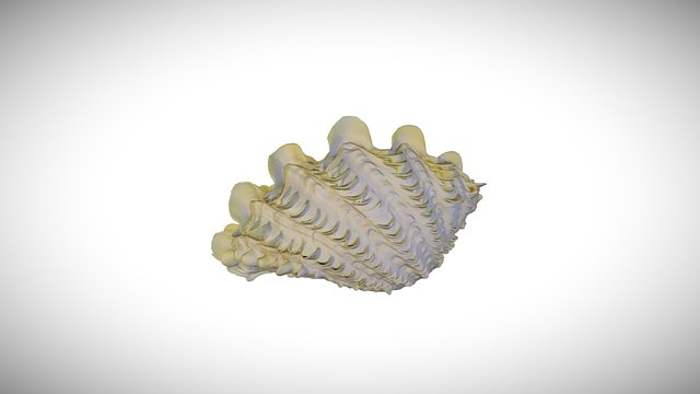 Tridacna-maxima 3D models - Sketchfab