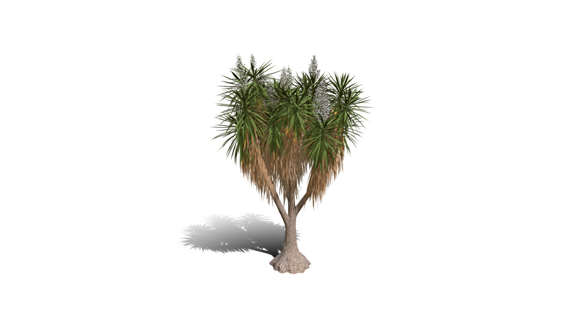 Realistic HD Spineless yucca (4/30) - Download Free 3D model by ...