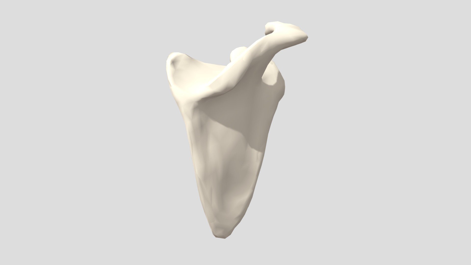 The Scapula - 3D model by Grace Gerber (@GraceGerber) [1a09efd] - Sketchfab