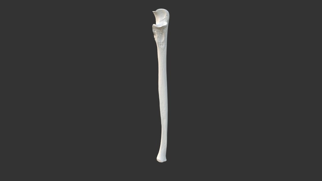 Ulna - 3D model by Wellesley College (@WellesleyCollege) [1a0cc78 ...