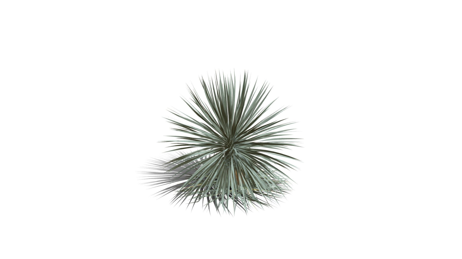 Realistic HD Beaked yucca (22/30) - Download Free 3D model by ...