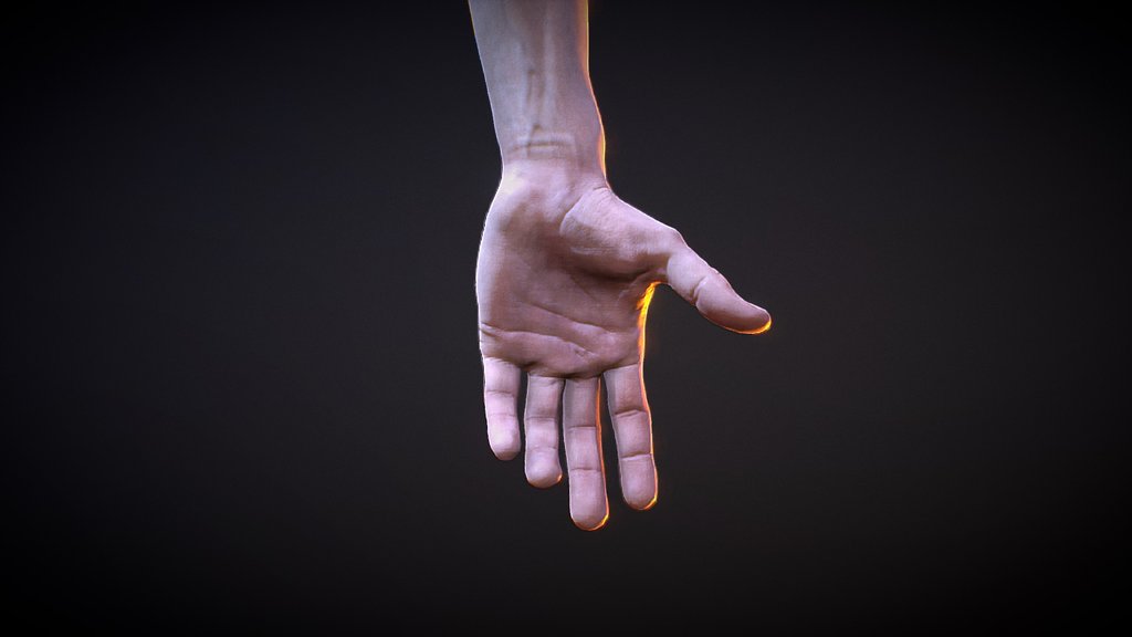 anatomy - A 3D model collection by Ali3000 - Sketchfab