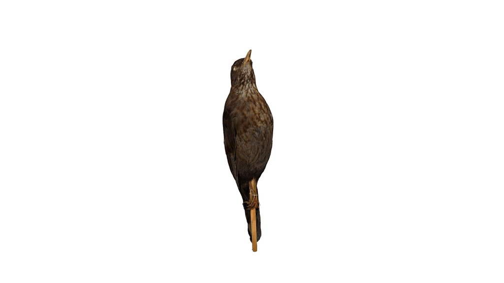 Tasmanian Birds - Study Skins - A 3D model collection by Queen Victoria ...