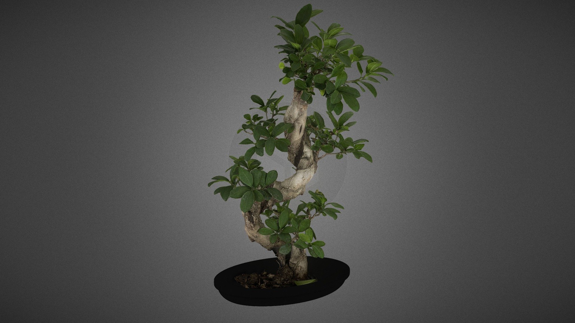 Bonsai - 3D model by sabmyk' (@sabmyk) [1a14852] - Sketchfab