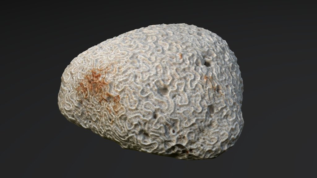 Platygyra sp. skeleton - Download Free 3D model by TheRLab [1a15076 ...