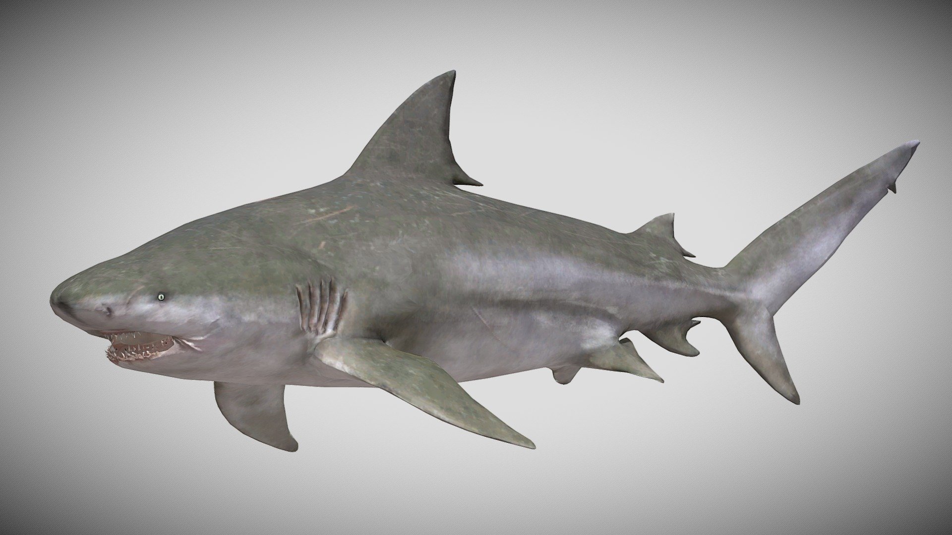 SharkBite 2's Bull Shark - Download Free 3D model by AllThingsSaurus ...