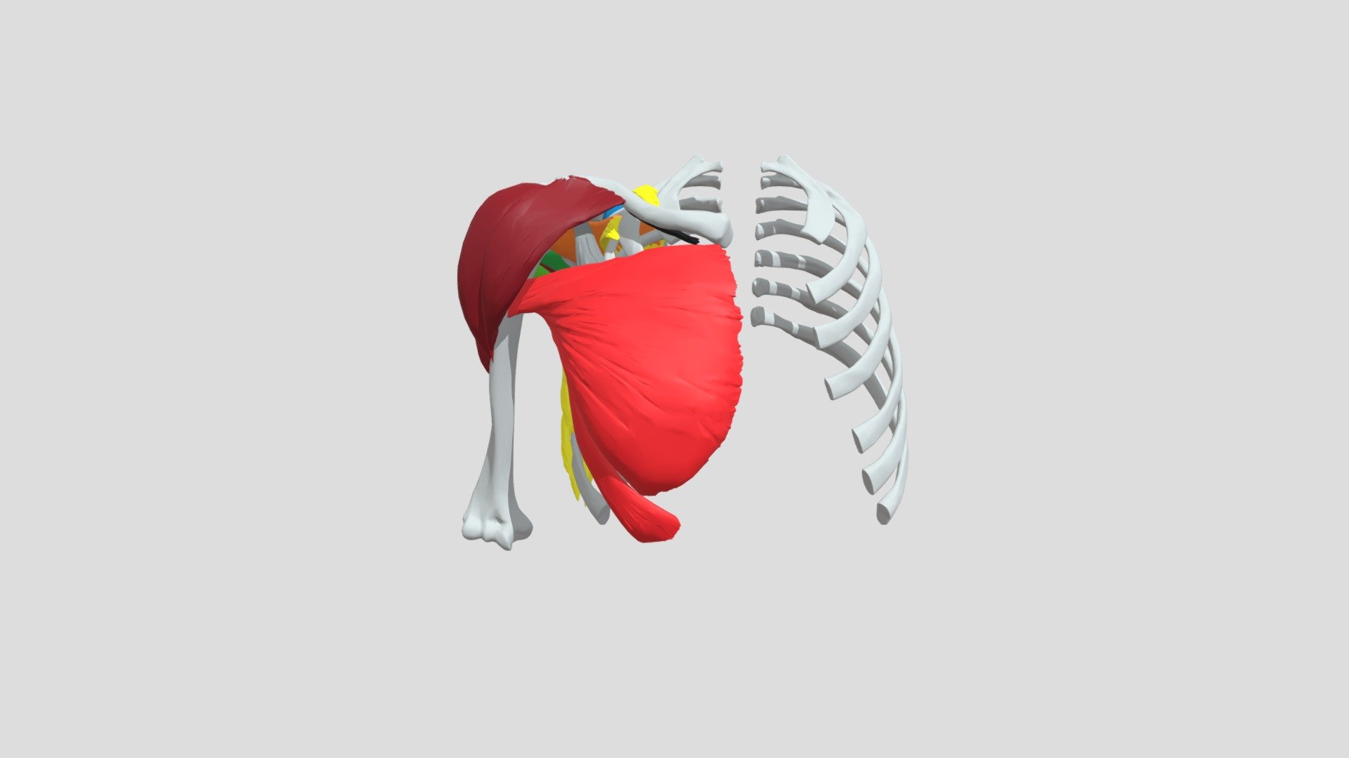 10 Muscles de l'épaule - Download Free 3D model by Laboratoire d ...