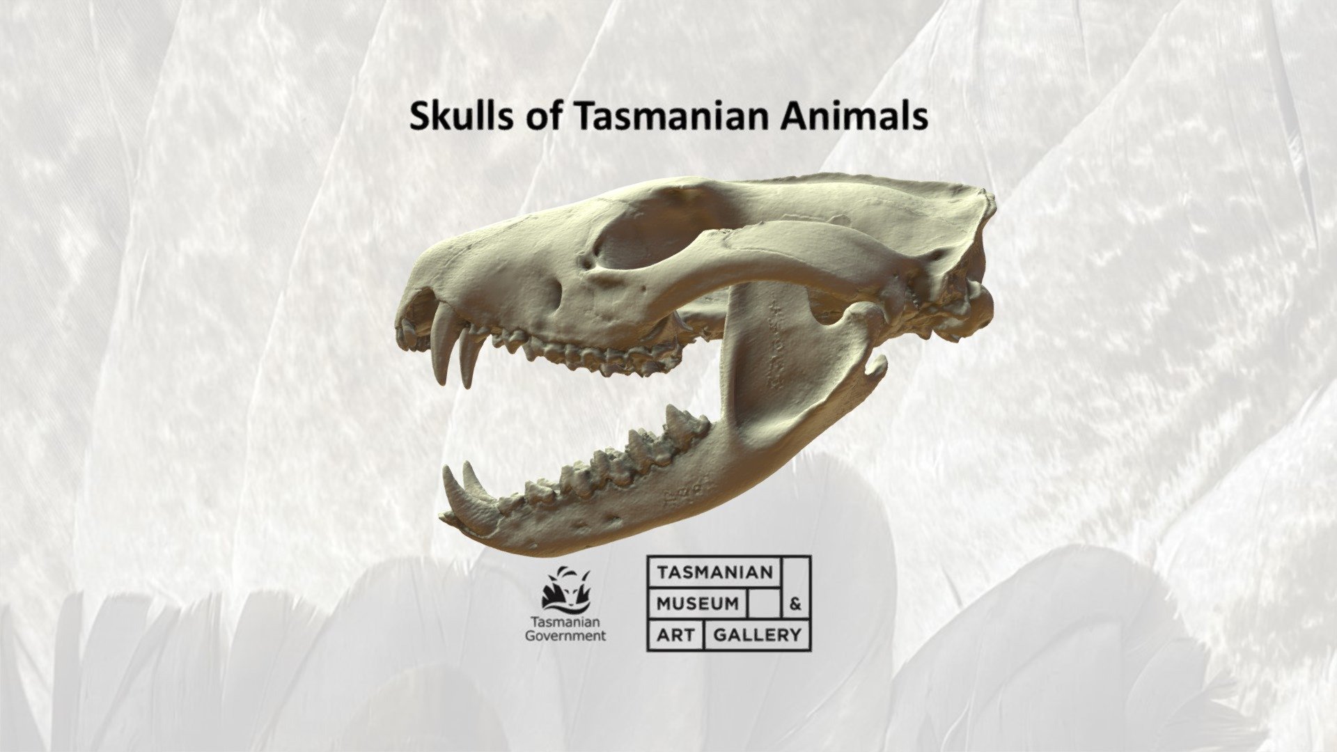 Spotted-tailed quoll skull - 3D model by TasMuseum [1a18c9e] - Sketchfab