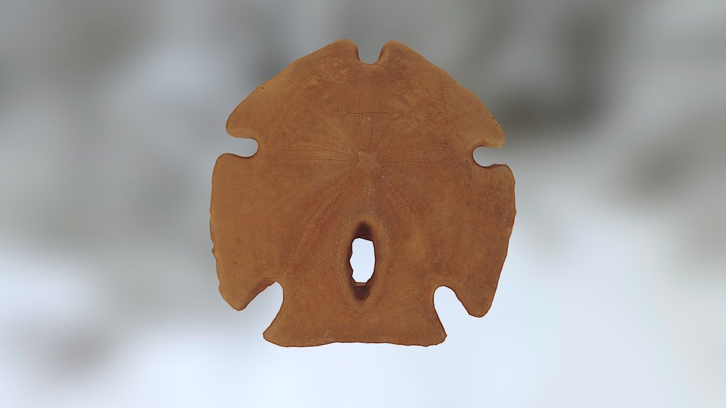 Encope grandis -- Echinoid fossil - 3D model by García Ávila, M ...