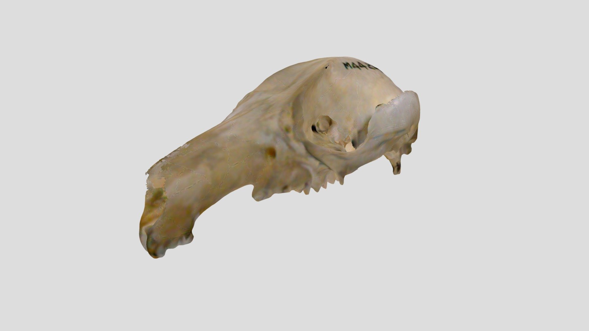 WAM M4424 - Recherche Rock-wallaby (Skull) - 3D model by Western ...