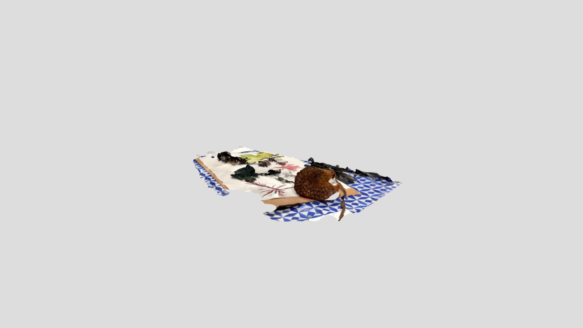 Seaweed display - Download Free 3D model by Lab-In-Your-Pocket ...