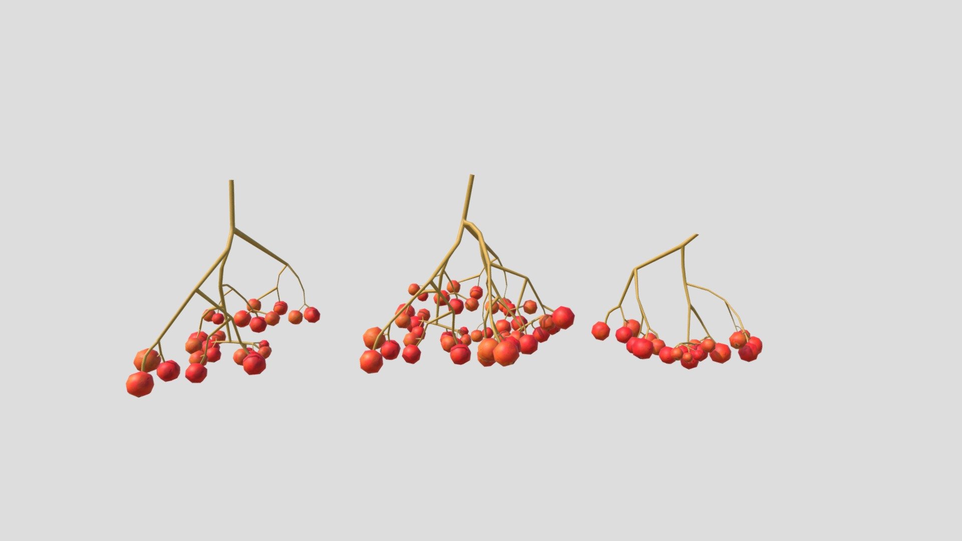 Mountain Ash Fruit - Buy Royalty Free 3D model by kambur [1a234ee ...