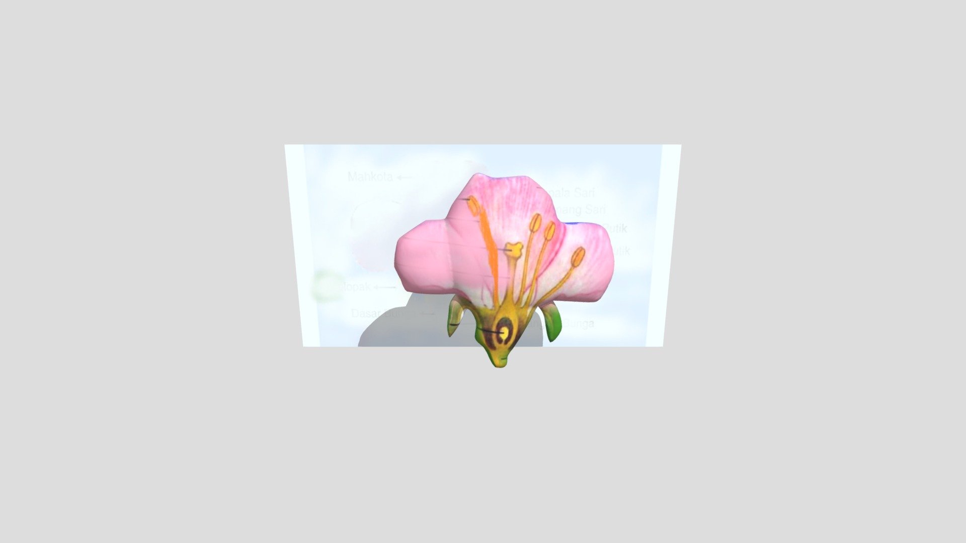 Bagian Bagian Bunga - Download Free 3D model by dani s martono ...
