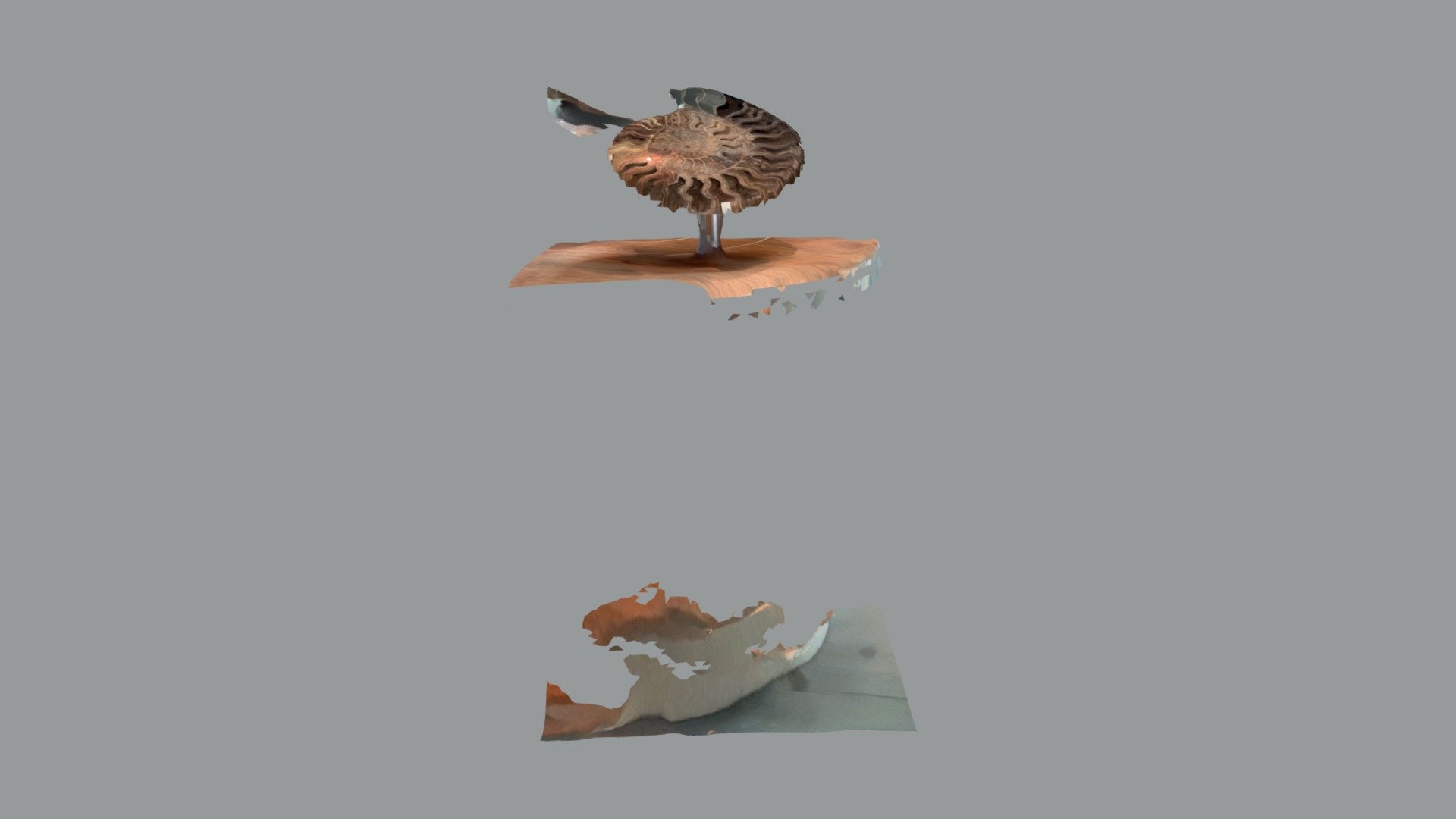 Fossil - Download Free 3D model by Alexhill2233 [1a2d7c3] - Sketchfab
