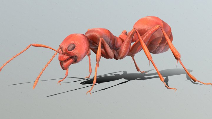 Ants 3D models - Sketchfab