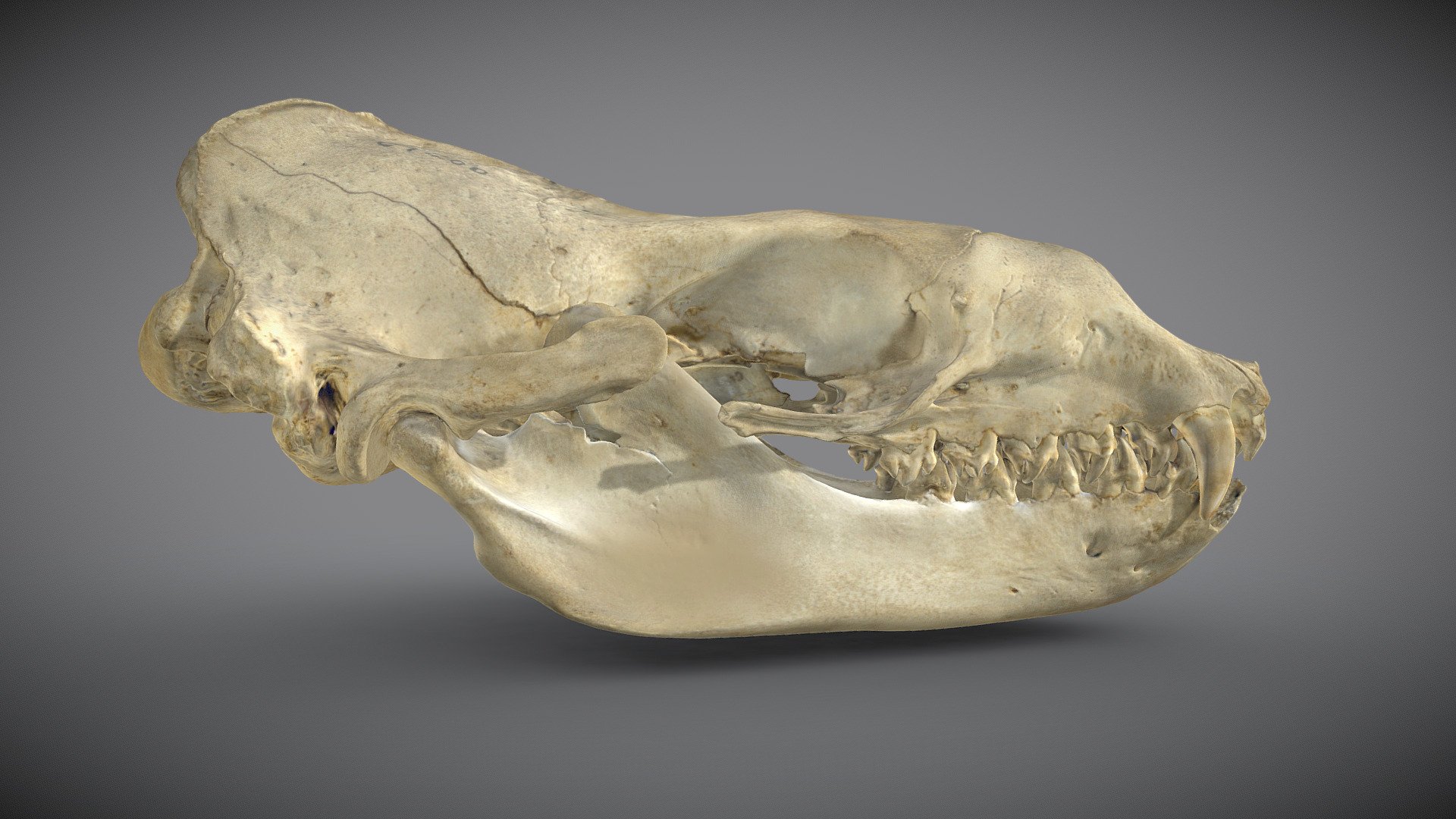 Crâne de léopard de mer - Download Free 3D model by Alienor.org, Conseil des musées (@alienor ...