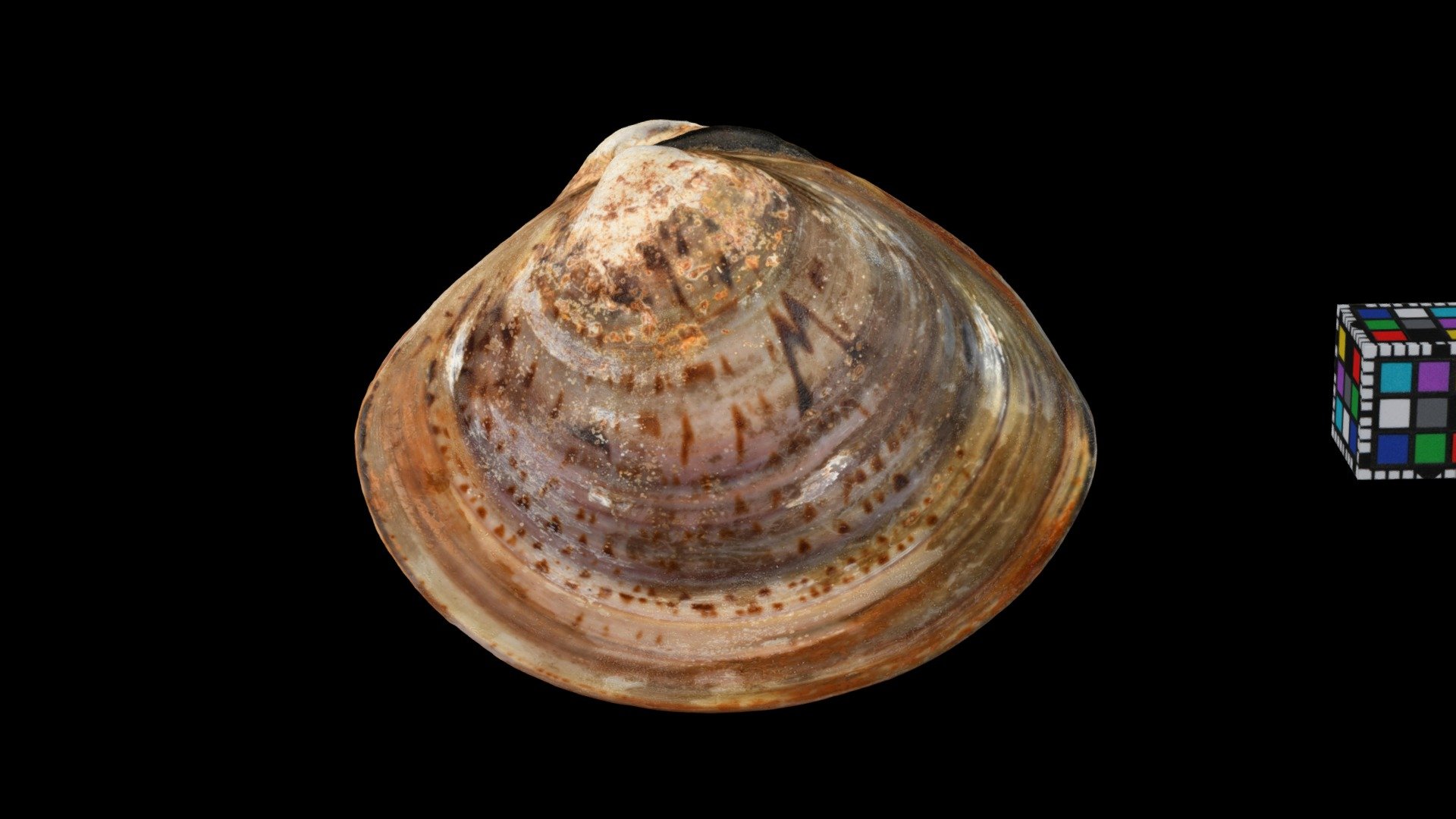 シナハマグリ Hard Clam, Meretrix petechialis - 3D model by ffish.asia ...