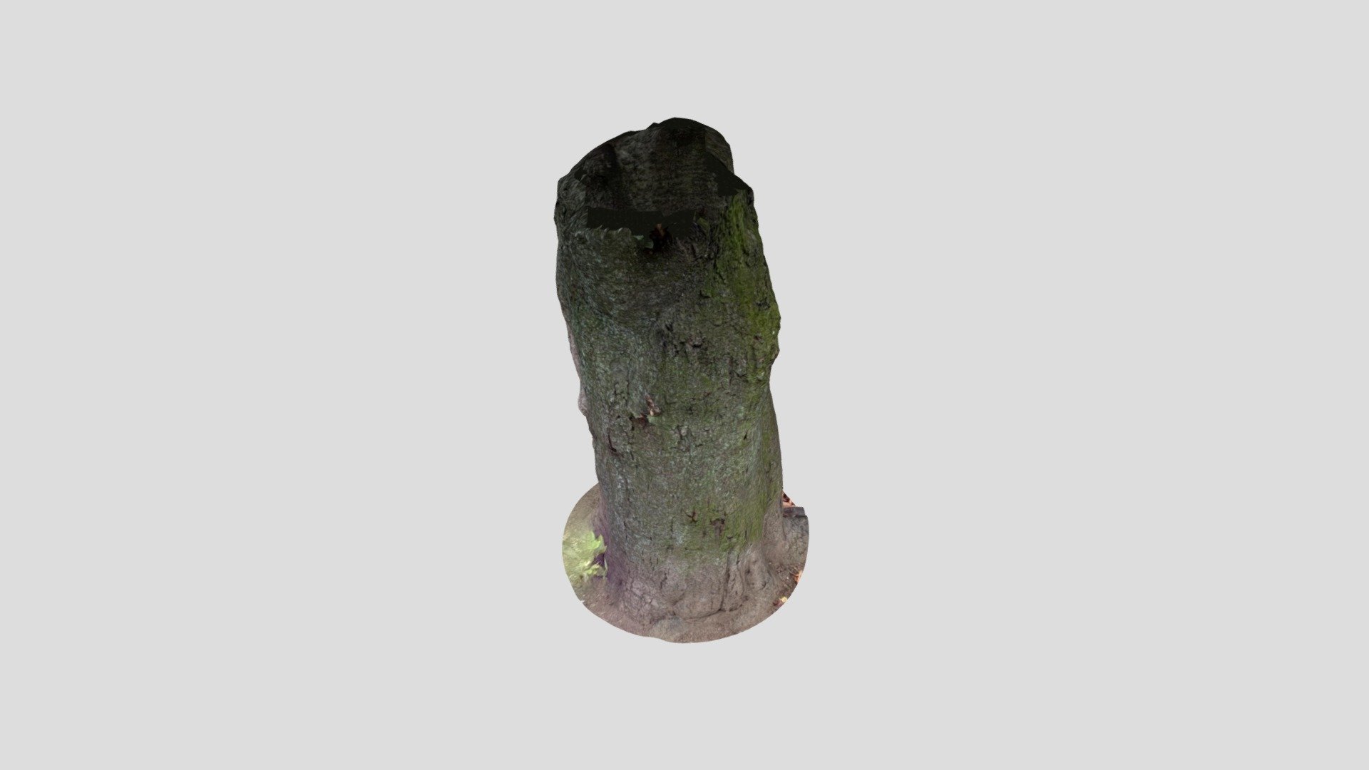 tree6 - 3D model by ishigakijunichi [1a41df0] - Sketchfab