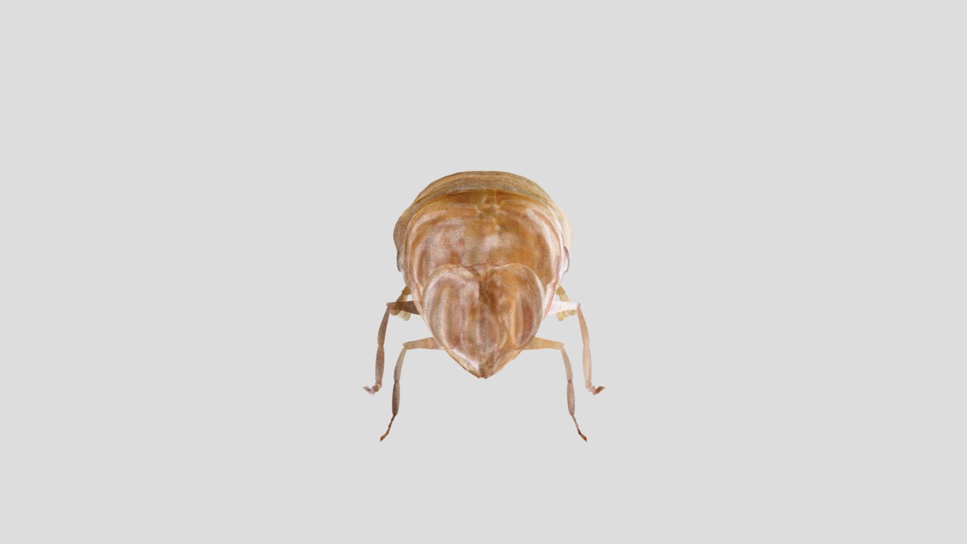 cicada slough - 3D model by KaMi (@Laomo01) [1a440fd] - Sketchfab
