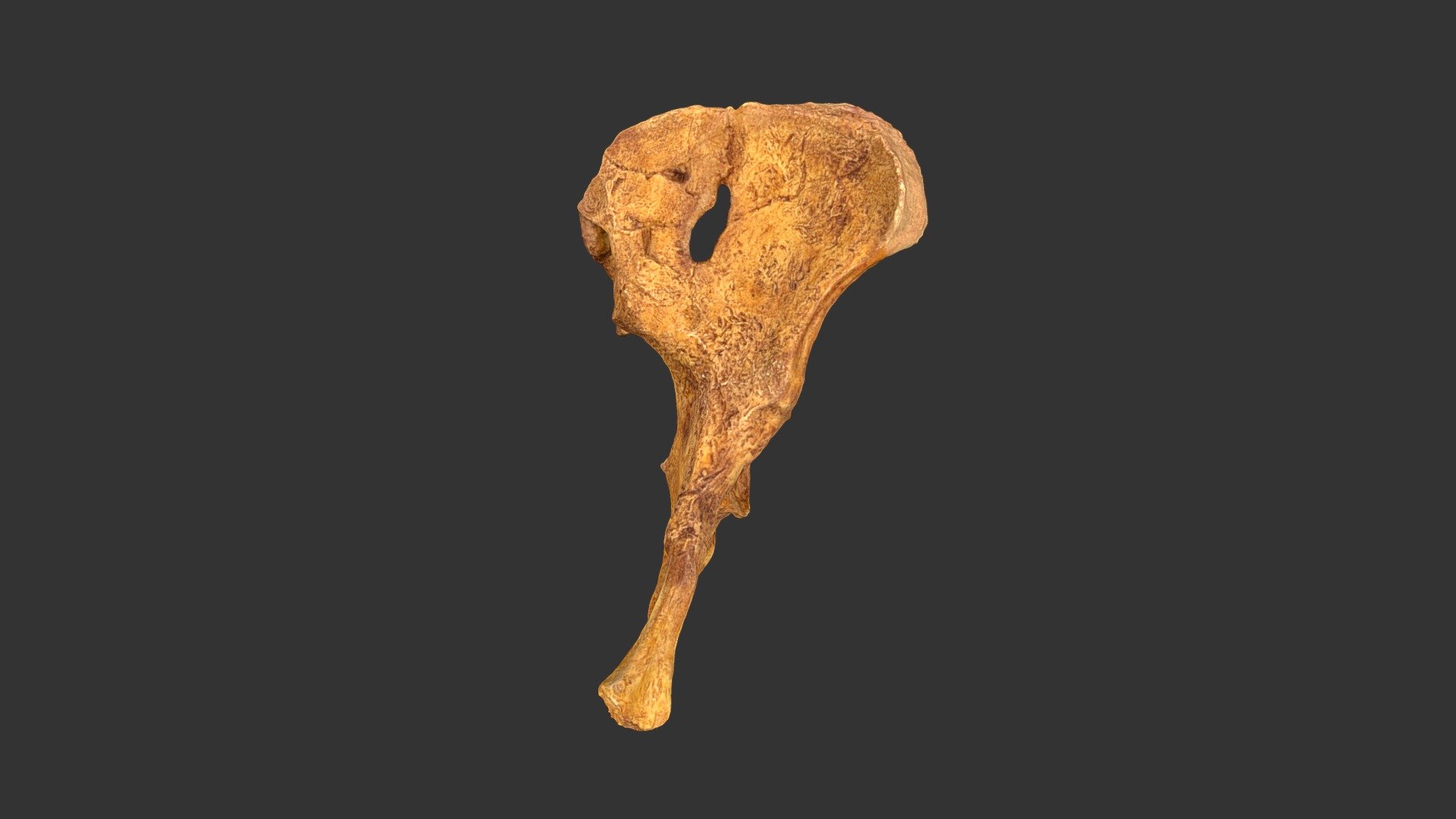 Australopithecus afarensis (2501.1rp16) - pelvis - 3D model by RLA ...