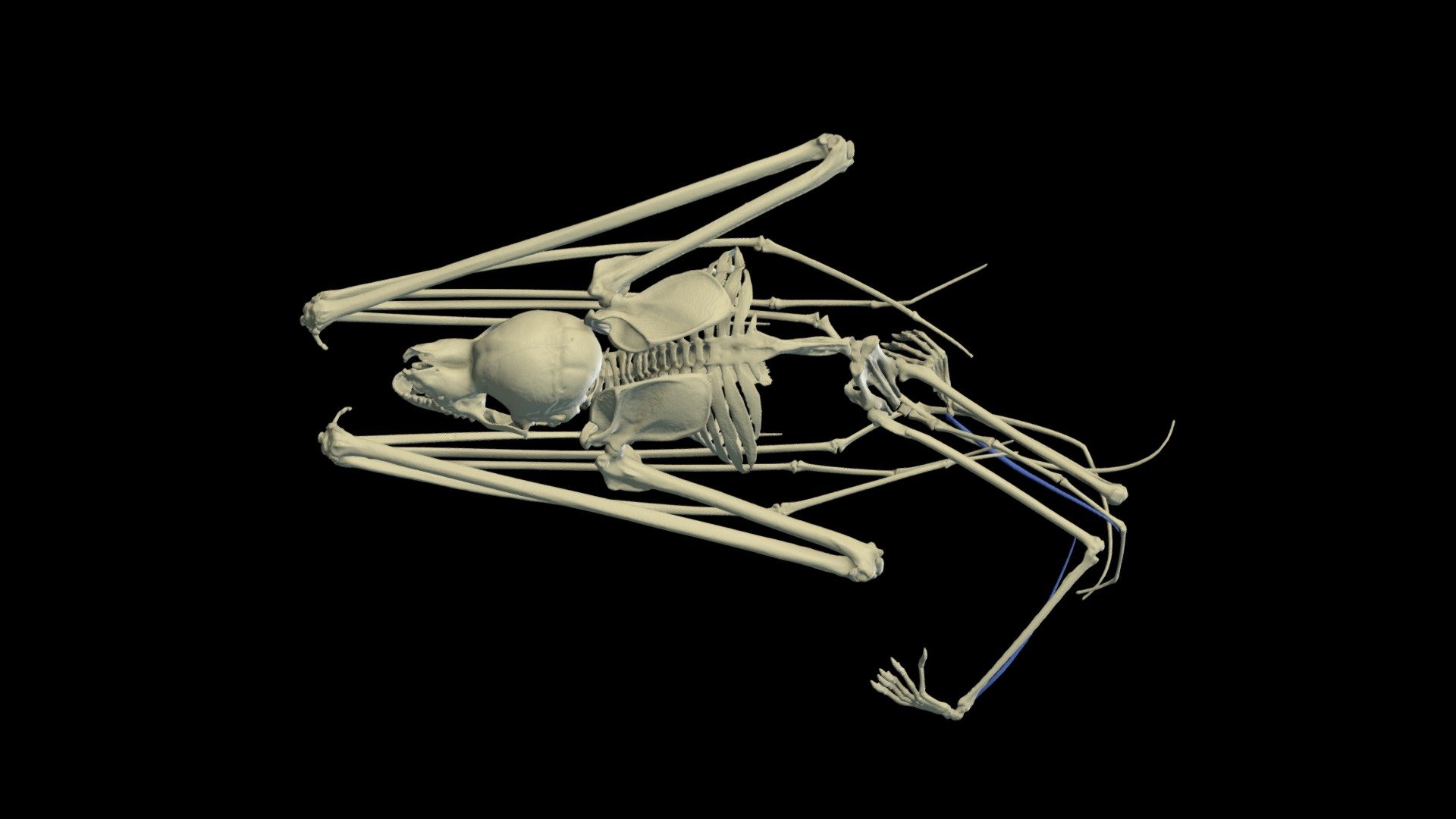 Thumbless Bat Calcars - 3D model by Blackburn Lab (@ufherps) [1a47199 ...